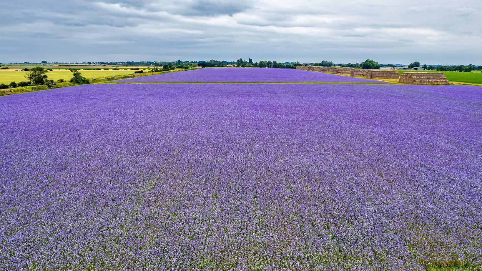 Purple Flowers Field Purple Field Pictures | Download Free Images On