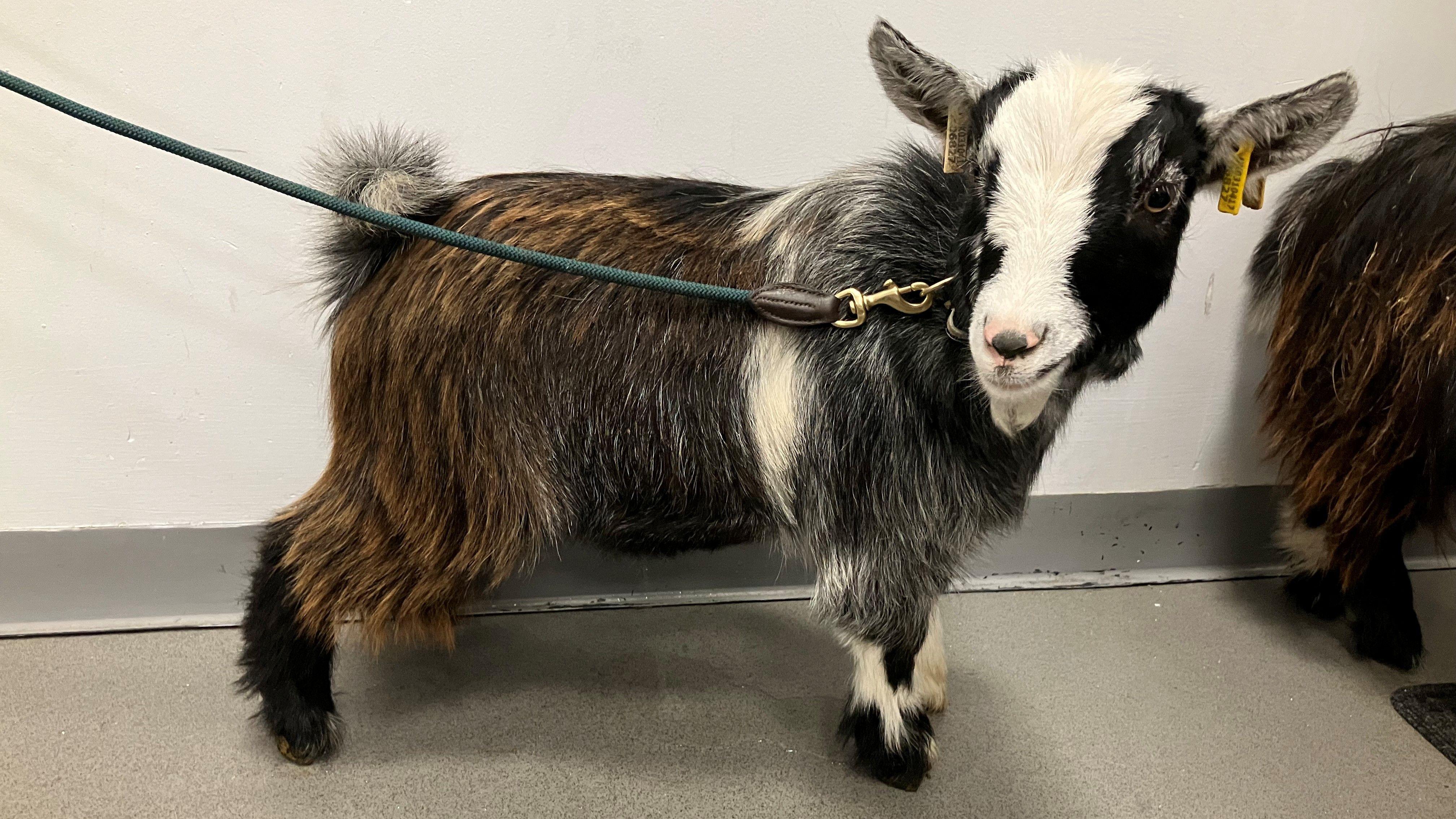 Pygmy Goat Pet