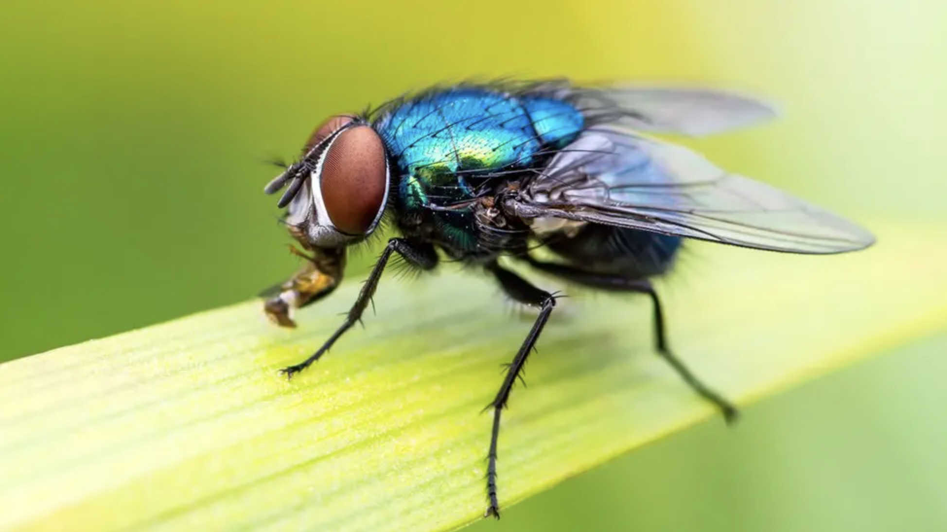 Pashsha miyasini o‘rganish inson miyasini anglashda "katta sakrash ...