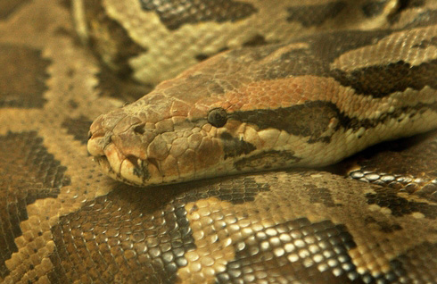 Coronavirus: cómo una mentira hizo que pusieran en confinamiento a todo un estado de Australia ...