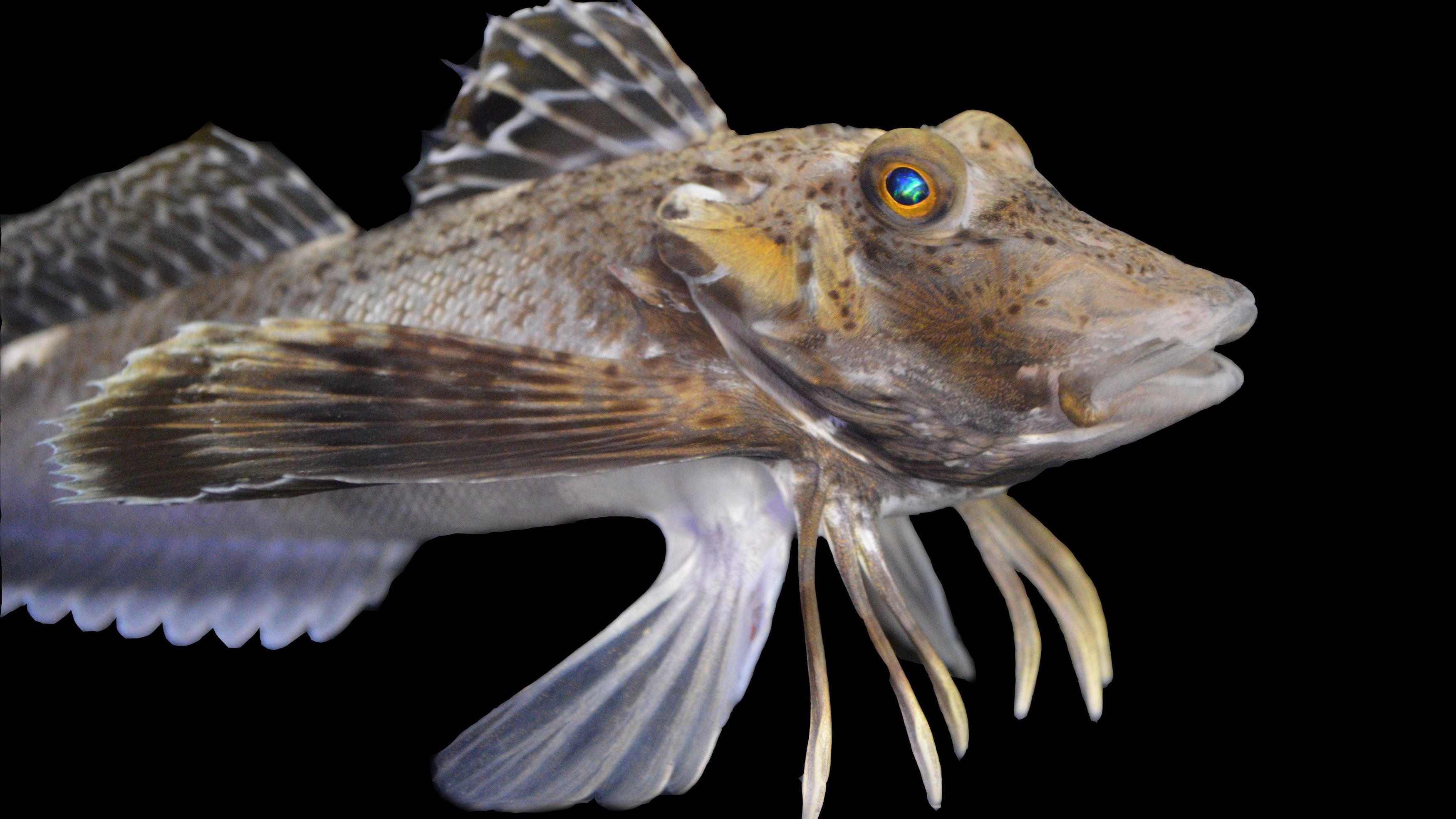 Fish With Legs Evolution