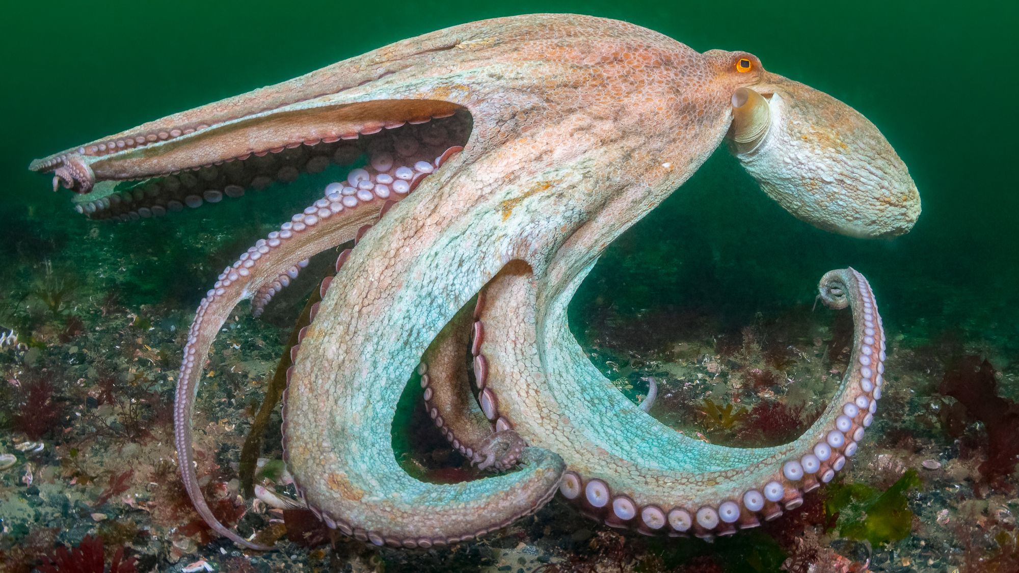 Pacific North American Tree Octopus