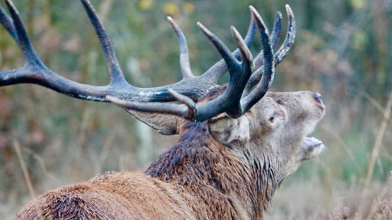 Red Deer Cannock Chase