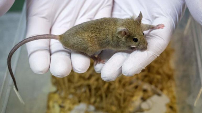Animal Testing On Rats And Mice
