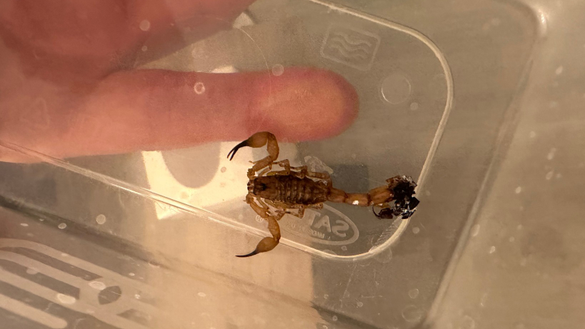 Flying Scorpion Discovered