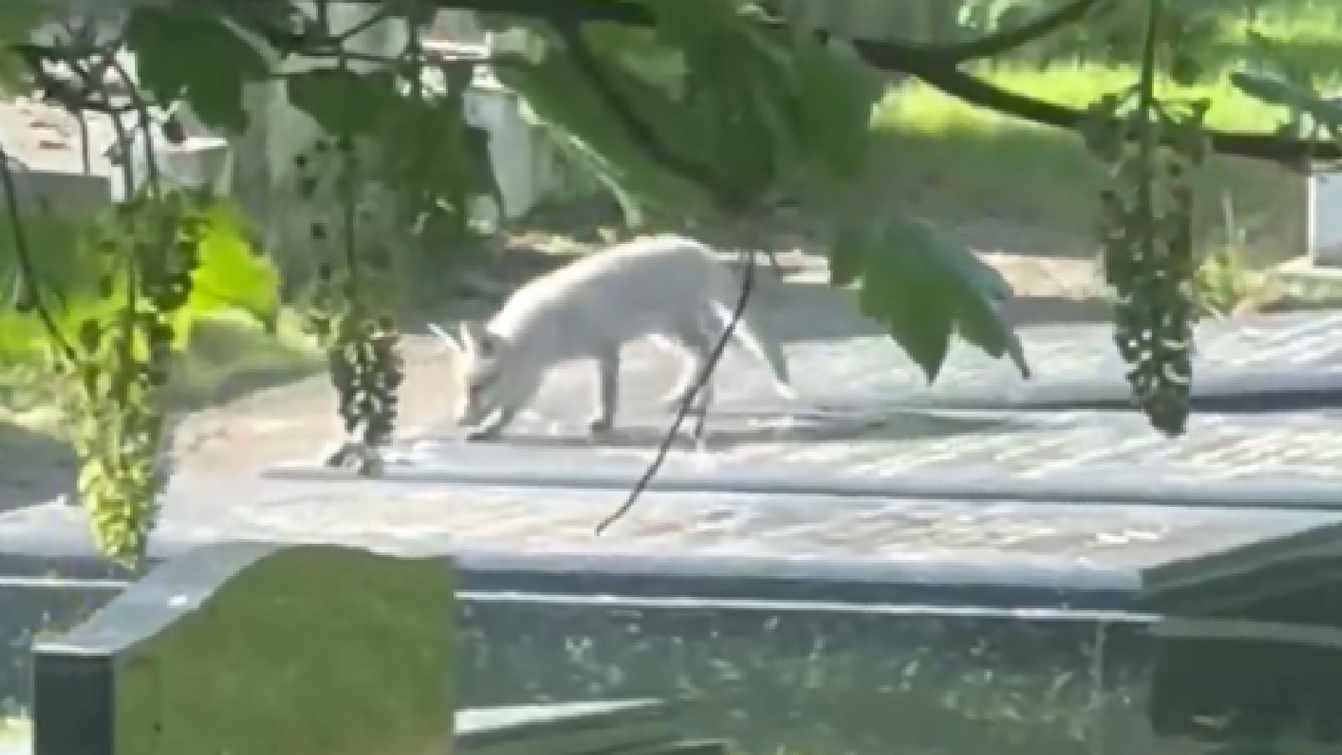 Albino Fox Australia